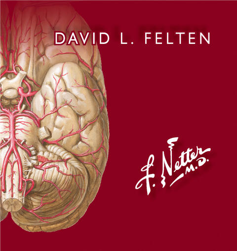 Netter. Flashcards de neurociencia by David L. Felten - BookPine