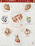 Netter Anatomy Charts: Cardiac Anatomy Chart by Netter MD - BookPine